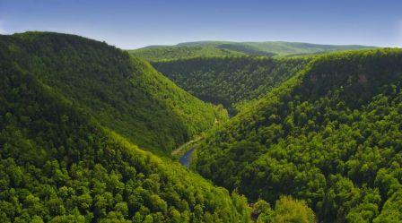 Ormanların Faydaları Ve Önemi | Onlinezeka